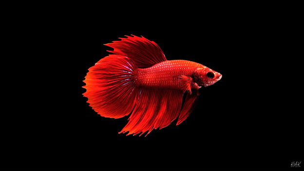 Discover the Luxury of Thai Betta Fish in Modern Home Design