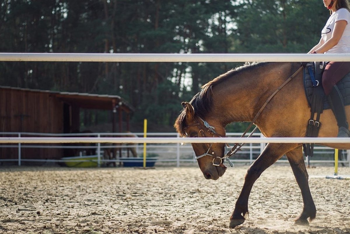 Experience Unforgettable Trail Rides at Timber Valley Ranch