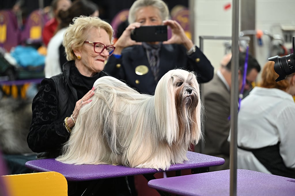 Penny the Doberman Pinscher Wins Best in Show at 150th Westminster