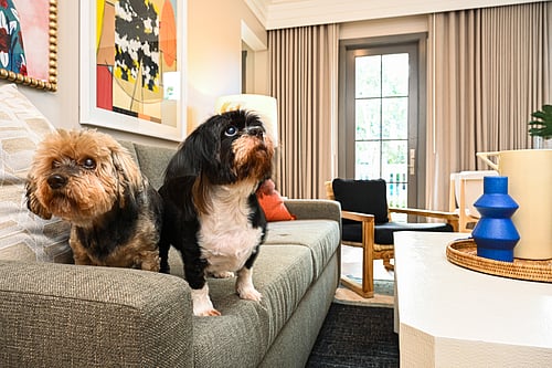 Best Luxury Pet-Friendly Hotels in the U.S. for National Pet Day 2026 ...