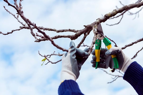 Expert Tree Care Tips to Protect Your Home