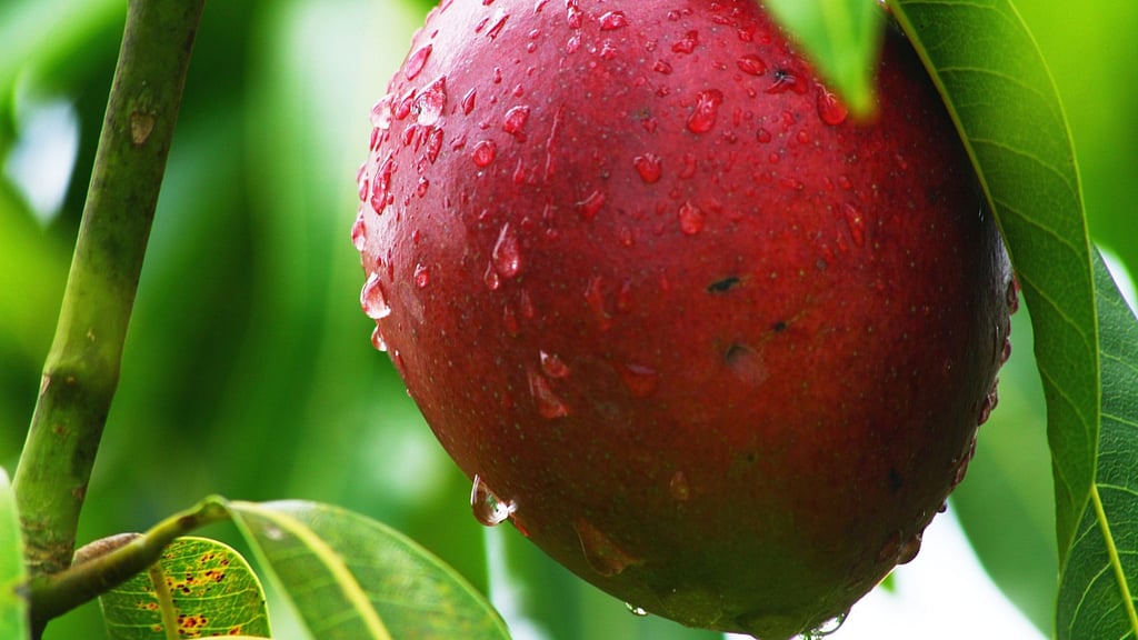 World’s Most Expensive Mango Varieties: From Japan’s Miyazaki to India ...