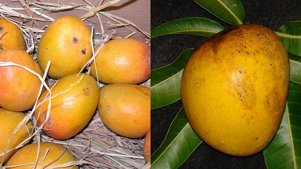 World’s Most Expensive Mango Varieties: From Japan’s Miyazaki to India ...