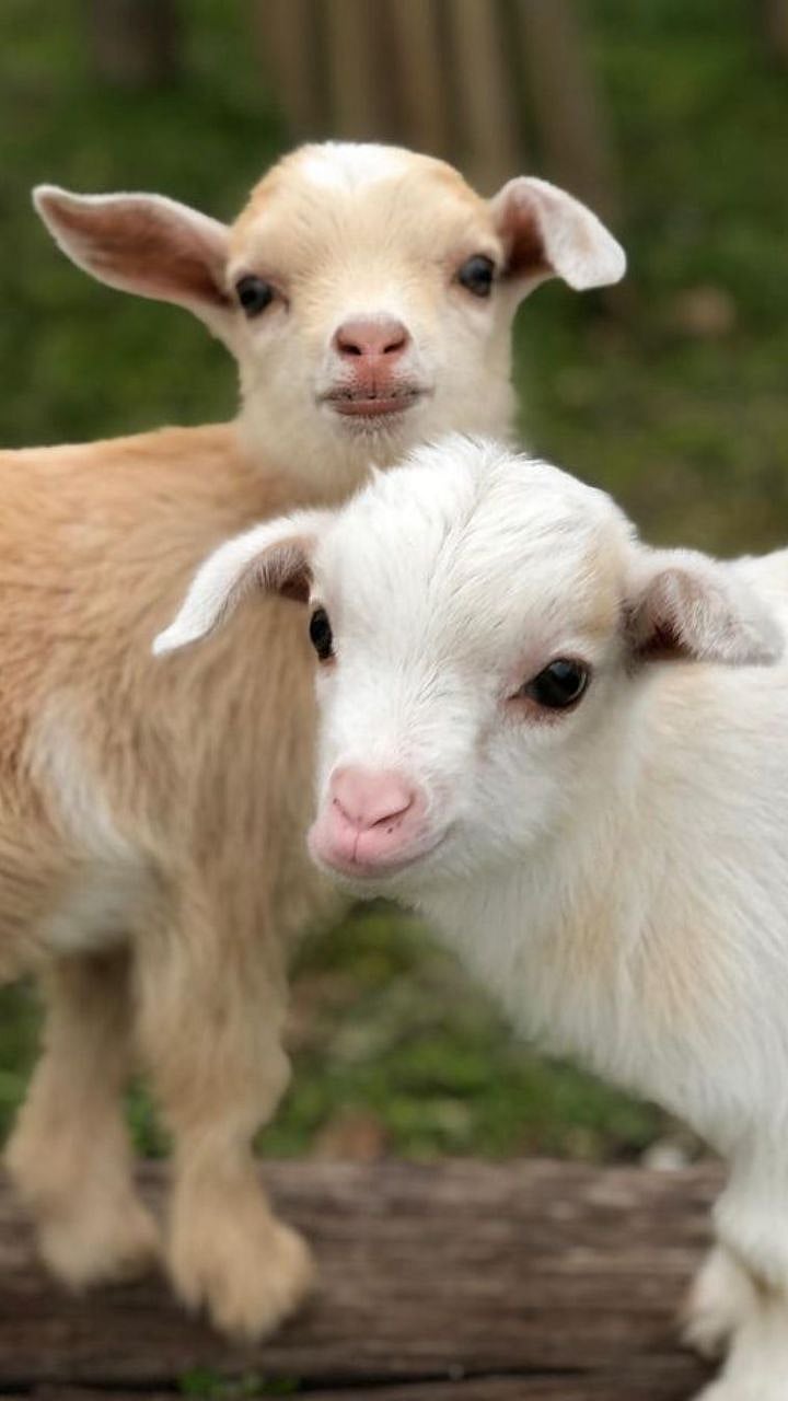 उन्हाळ्यात शेळयांना काय आणि कसा आहार द्याल?|goat farming how to take ...