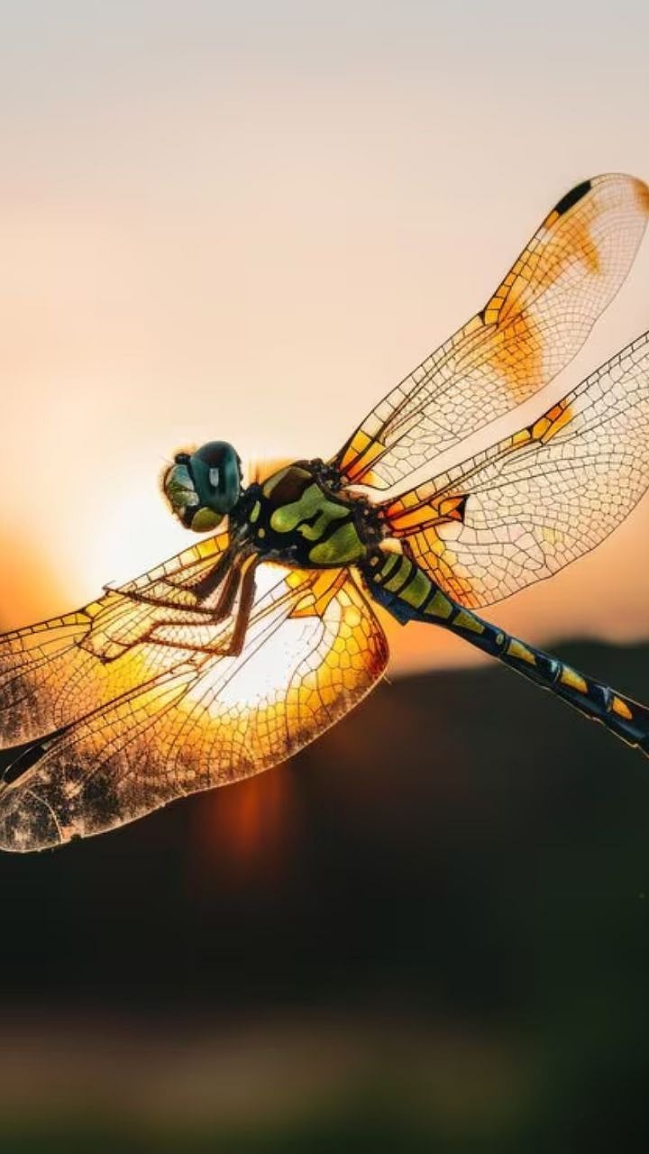 Which zodiac sign has the shortest lifespan 60 photos - Astrologytoyou.com