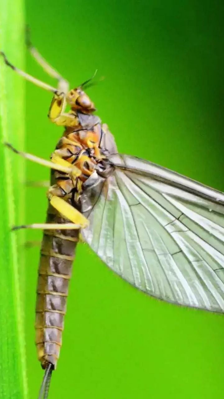 Which zodiac sign has the shortest lifespan 60 photos - Astrologytoyou.com