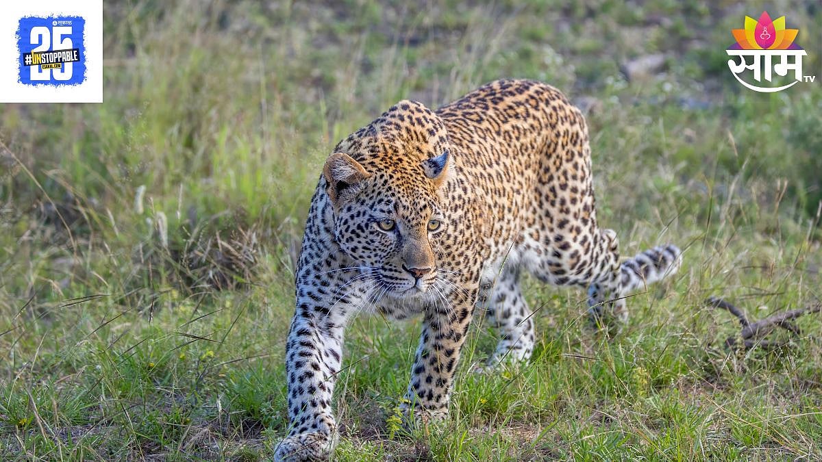 Leopard Threat: बिबट्यांची बकऱ्यांची मेजवानी हुकणार? वनमंत्र्यांचा दावा ...