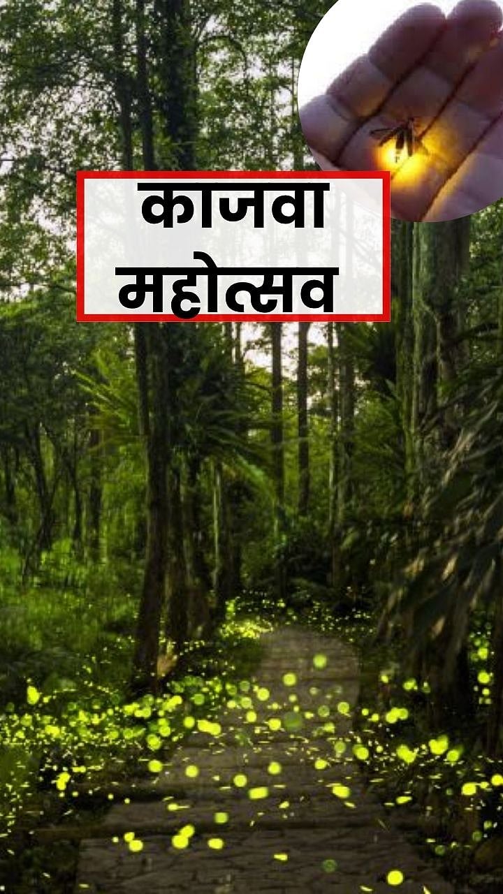 Kajwa Mahotsav: कळसुबाई ट्रेक करताना विसरू नका काजवा महोत्सव पाहायला ...