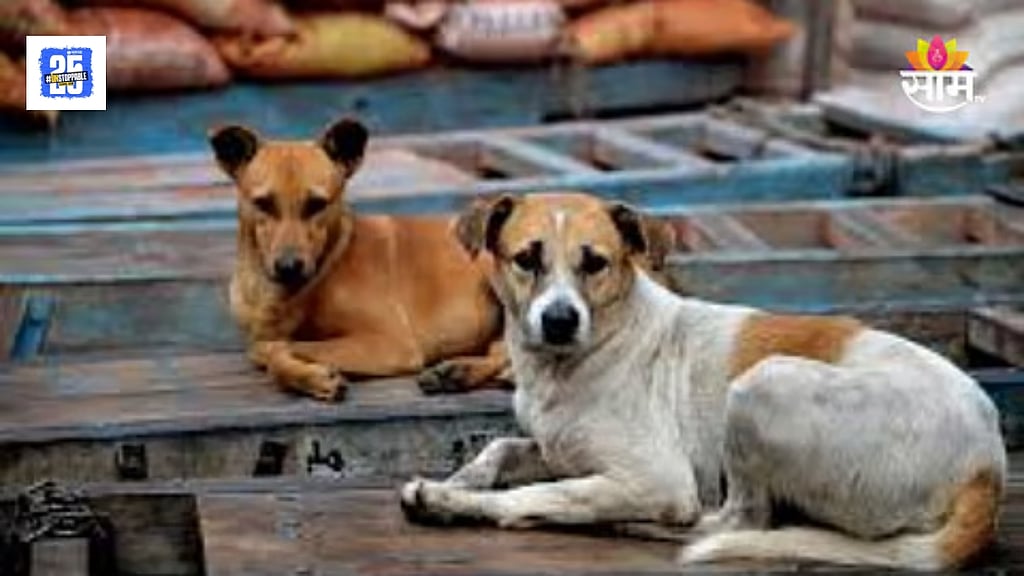 Stray Dogs: आता कुत्र्यालाही जन्मठेपेची शिक्षा होणार, या राज्य सरकारने ...