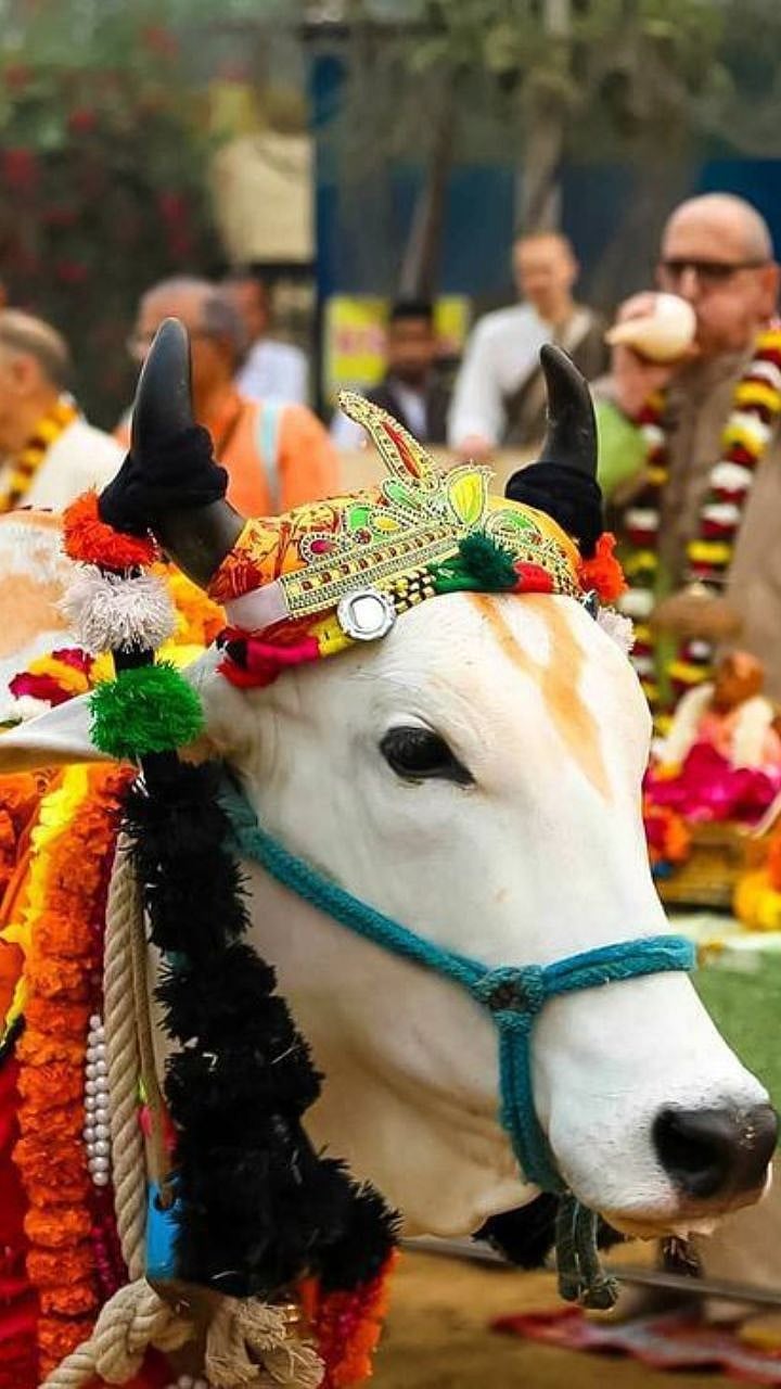 यंदा बैलपोळा सण कधी आहे? | bail pola festival history importance of ...