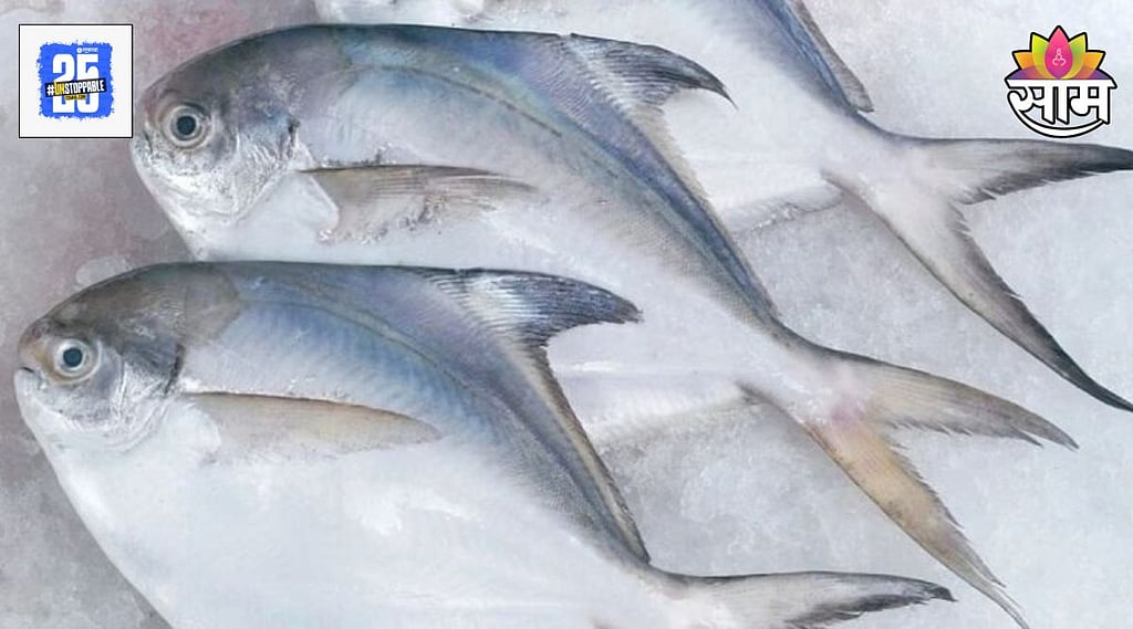 मासेप्रेमी खवय्यांनो सावधान! पापलेट तुमच्या ताटात दिसणार नाही? पापलेट ...