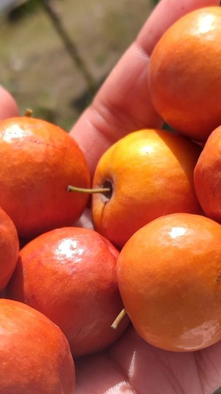 what are the benefits of eating bor jujube fruit in winter for immunity ...