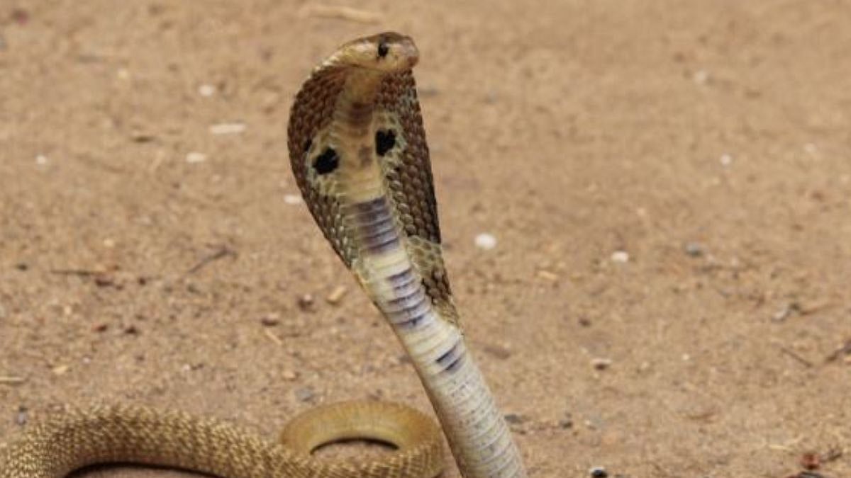 Success Story: साप चावल्याने मृत्यू का होतो? ६ हजारांहून अधिक जणांचे ...