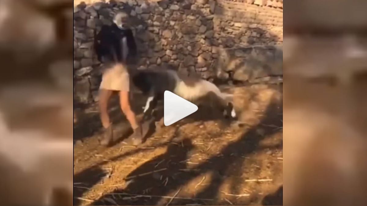 Sheep Attack Video | मेंढ्यासोबत पंगा घेणं तरुणीला पडलं महागात; VIDEO ...