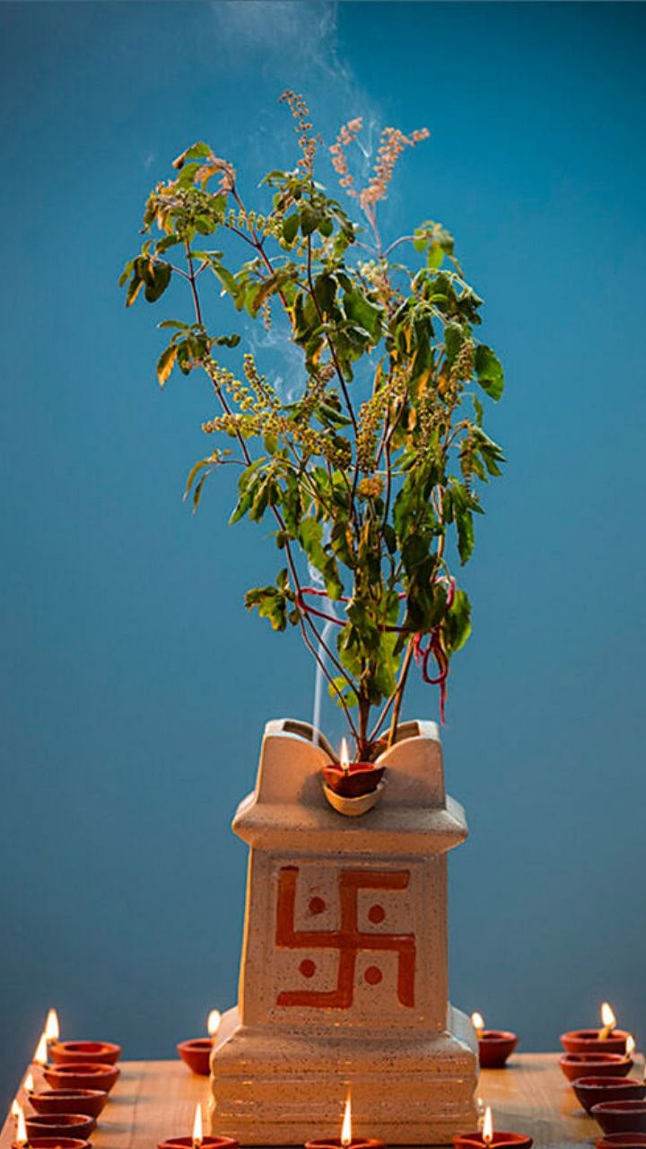Tulsi Vastu Tips: सकाळी या वेळी घाला तुळशीला पाणी, आर्थिक लाभ होईल