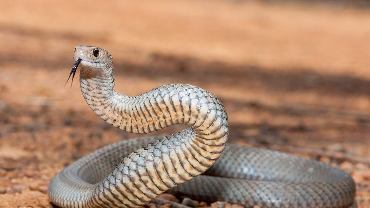 Snake news | जवळच्या नाल्या किंवा तलावातील साप केवळ सोसायटीसाठीच नव्हे ...