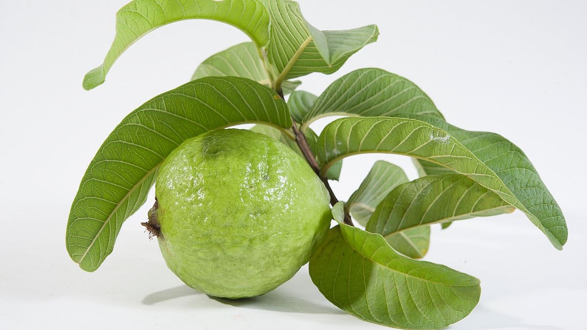Guava Leaves Benefits : पेरूच्या पानांमुळे कॅन्सरचा धोका कमी होतो, हे ...