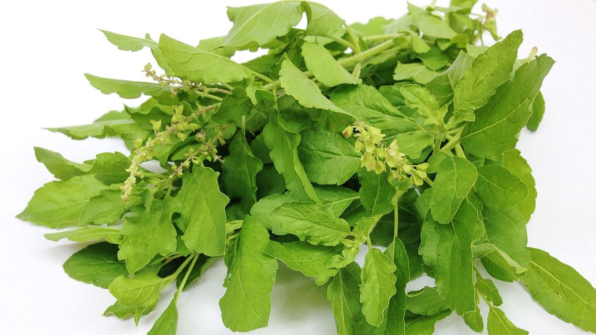 Tulsi Benefits : हिवाळ्यात करा तुळशीचे नियमित सेवन, अनेक आजारांपासून ...