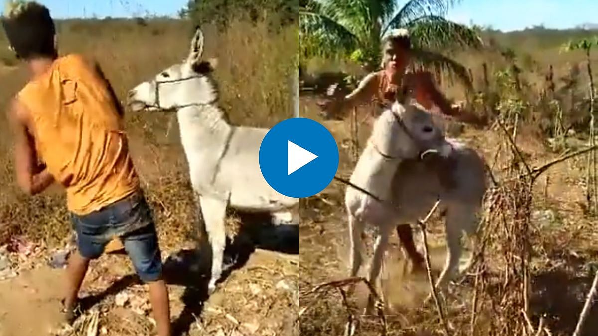 विनाकारण त्रास देणाऱ्या तरुणाला गाढवाने दिली भयानक शिक्षा | Donkey ...