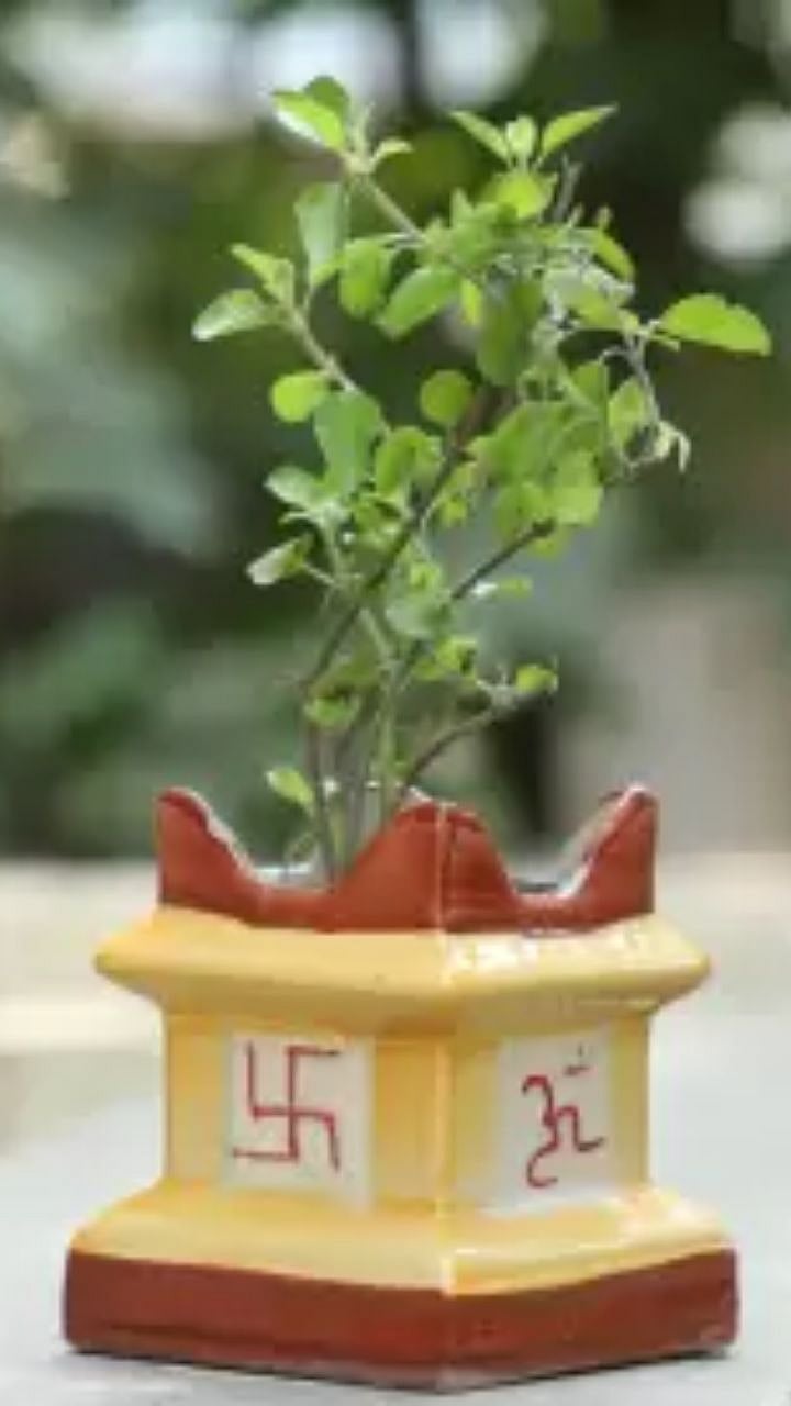Tulsi Vastu Tips: संध्याकाळी तुळशीला पाणी घालणे योग्य की अयोग्य?