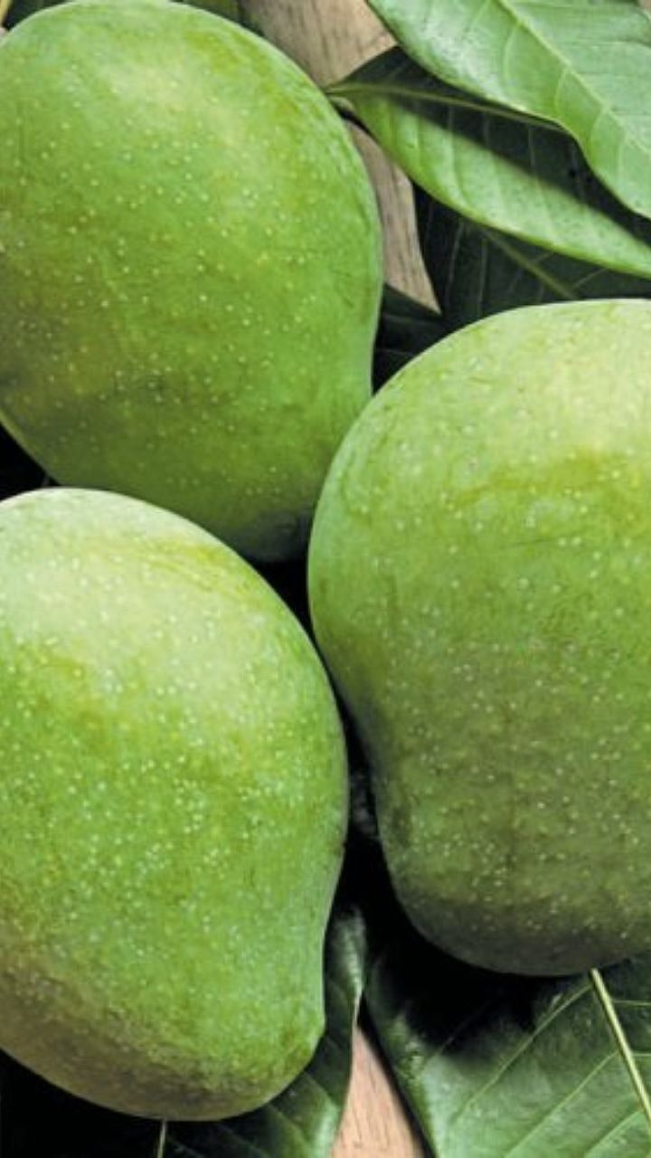 Saam Tv News| कच्च्या आंब्याचे हे आश्चर्यकारक फायदे तुम्हाला माहित|do ...