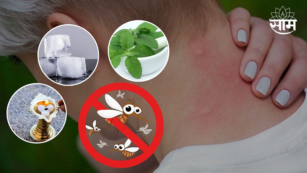 Skin Care After Mosquito Bites : डास चावल्यानंतर त्वचेवर रॅशेस आले आहेत ...