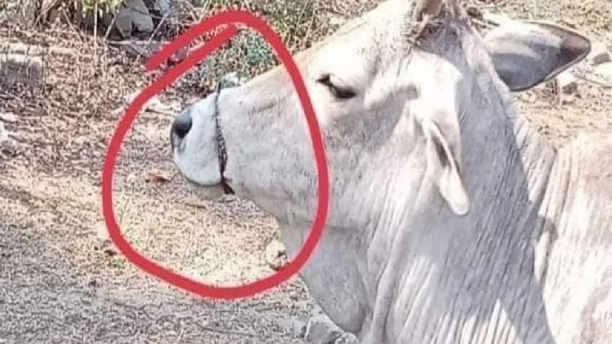गायीच्या तोंडाला बांधली लोखंडी तार, व्हायरल फोटोमागचं सत्य ऐकून बसेल ...