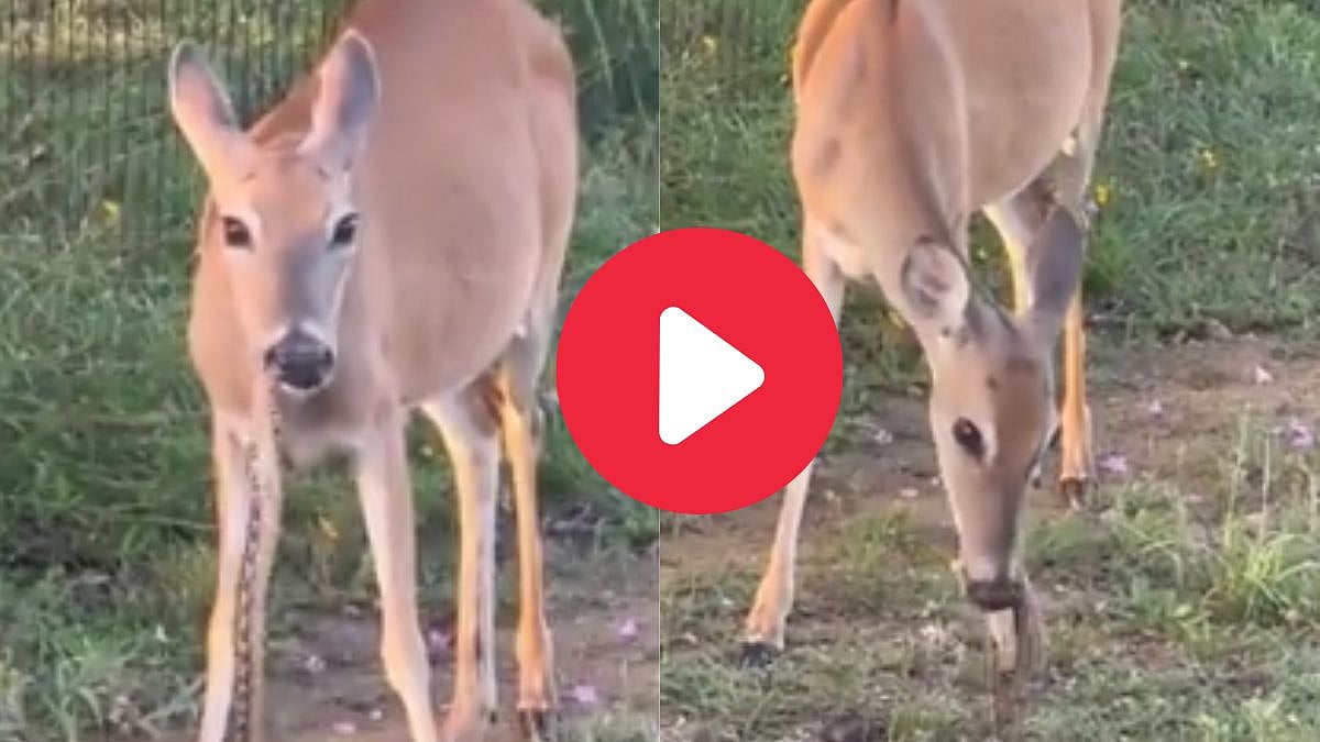Deer Viral Video: अरर! तेचतेच गवत खाऊन कंटाळलं हरीण; चमचमीत जेवण हवं ...