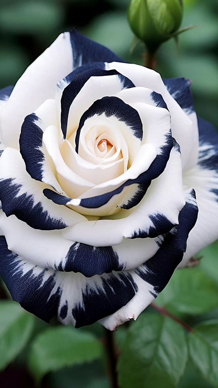 Black and White Rose: अरेच्चा! ब्लॅक अँड व्हाइट गुलाबाचं फुल आहे तरी ...