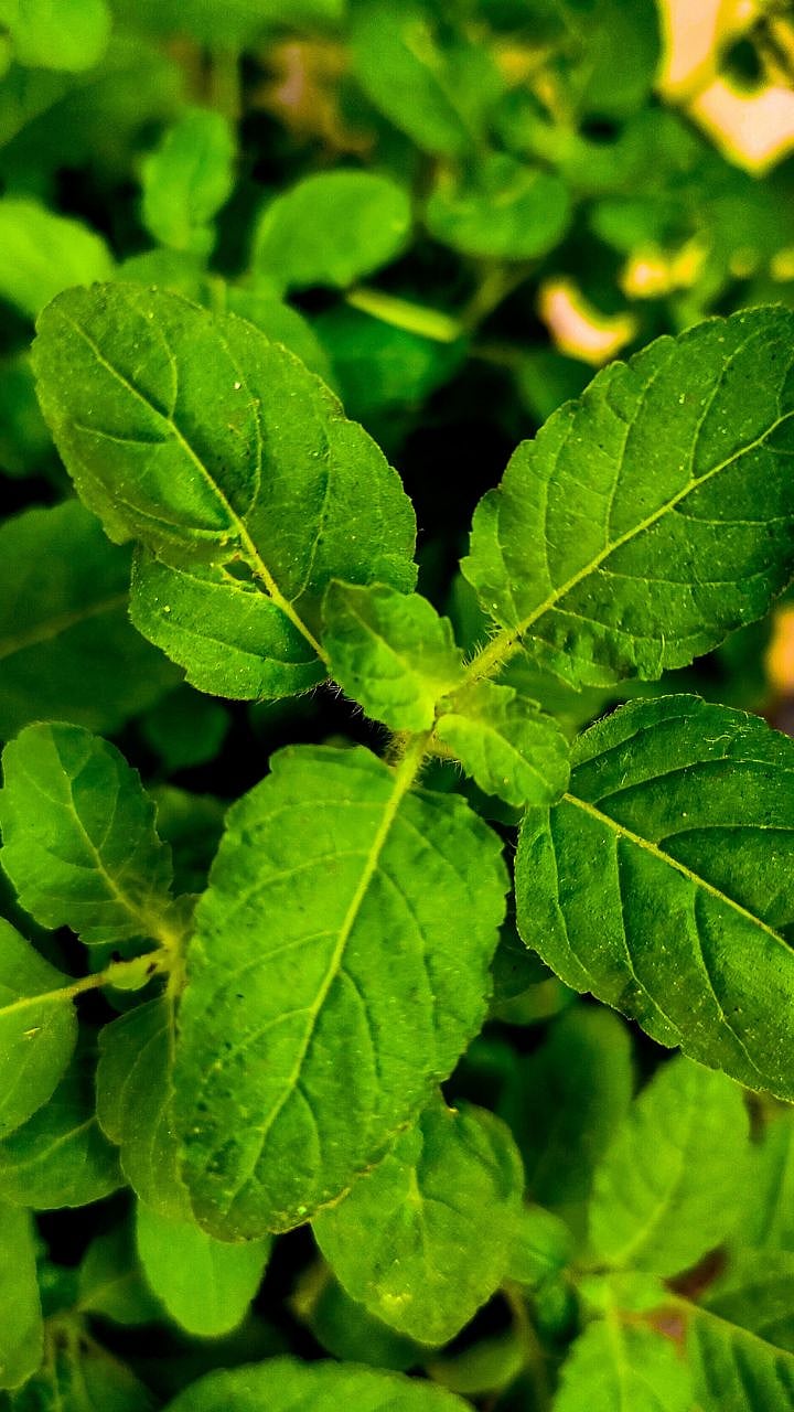 Tulsi Leaves: झोपताना उशीखाली तुळशीची पाने ठेवल्याने काय होते?