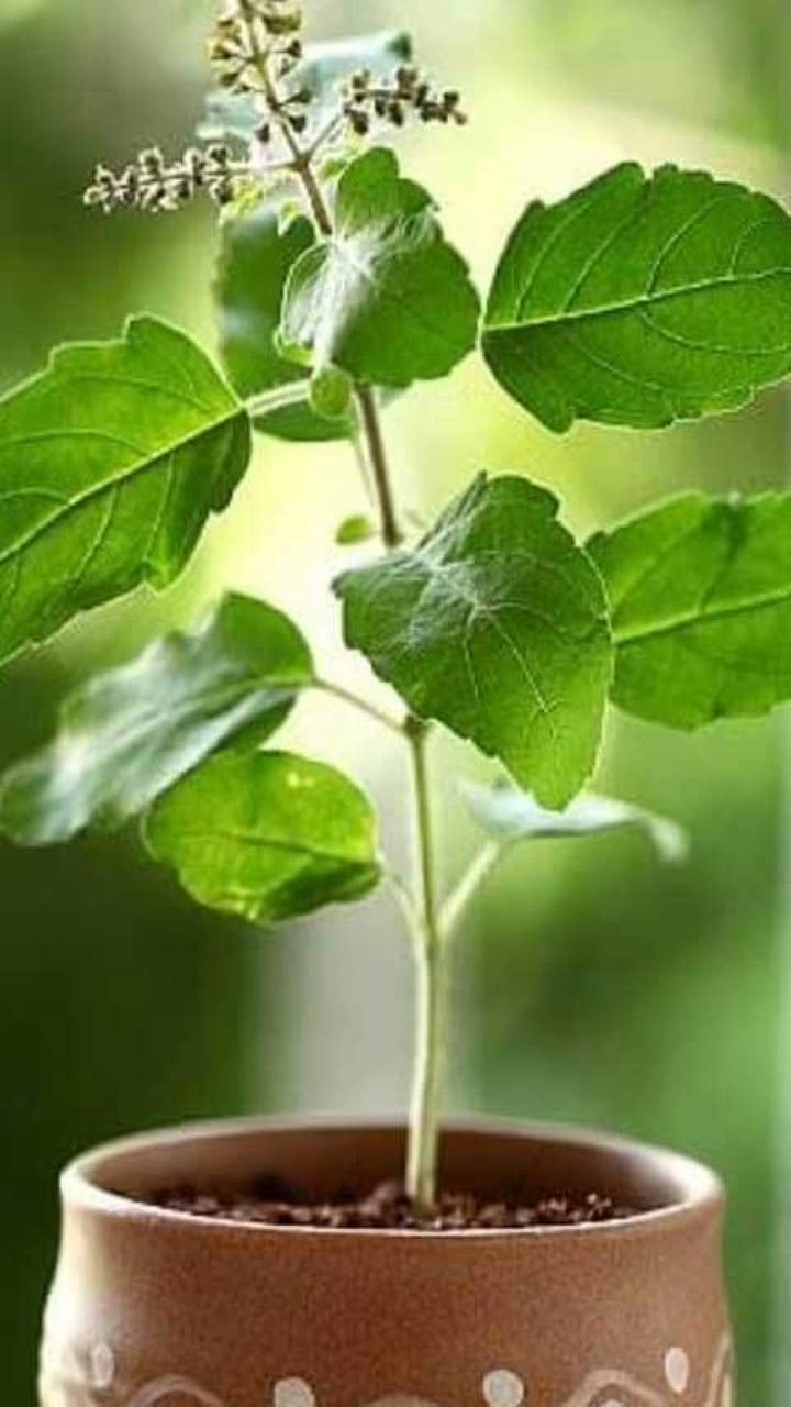 Tulsi Benefits : घरात कोणती तुळशी लावणे चांगले ? रामा की श्यामा | hindu ...