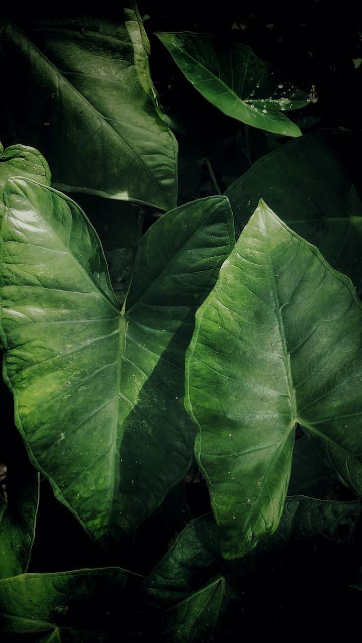 Alu Leaf Benefits | अळूची पाने ठरतील आरोग्यासाठी वरदान! - Alu Leaf will ...