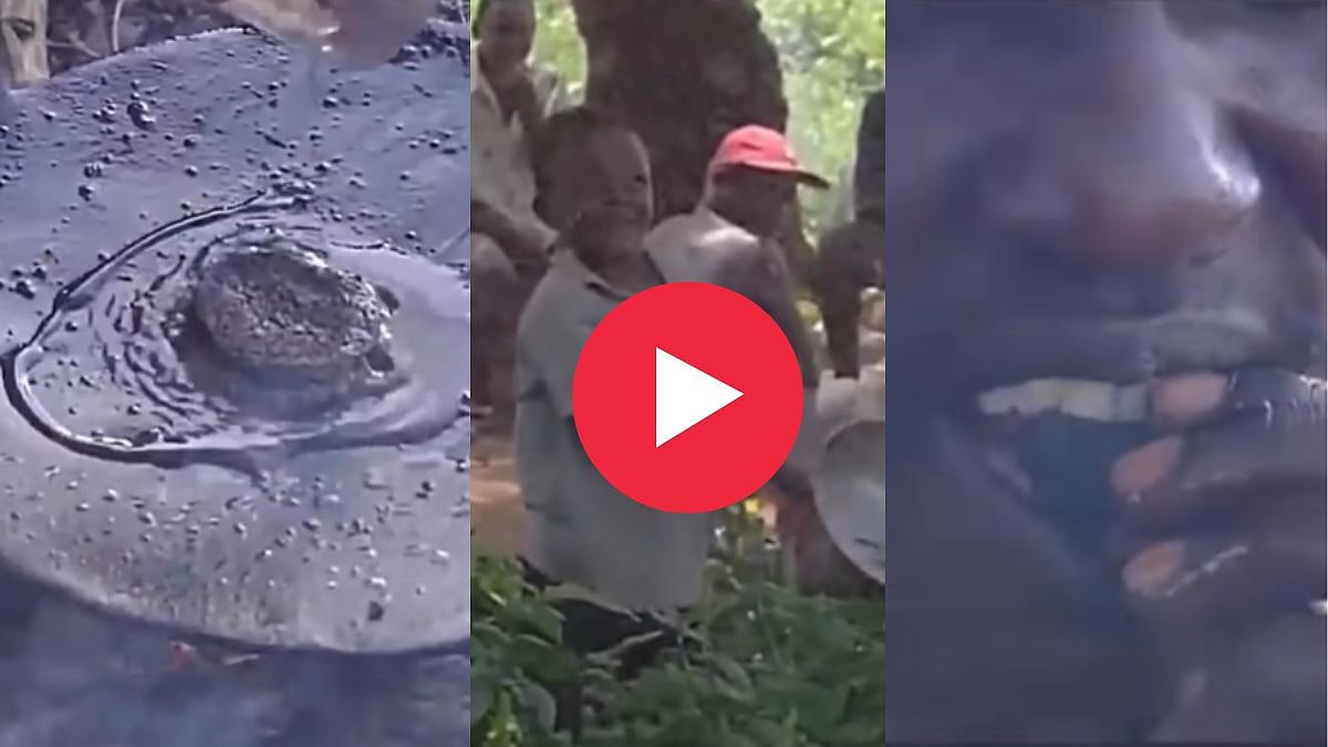 Mosquito Burger: मच्छरांचा बर्गर खालाय का? भरपूर प्रोटीन असलेला ...