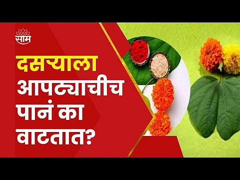 दसरा आणि आपट्याच पानं, काय आहे त्यांच महत्त्व | Aptyach Pan ...