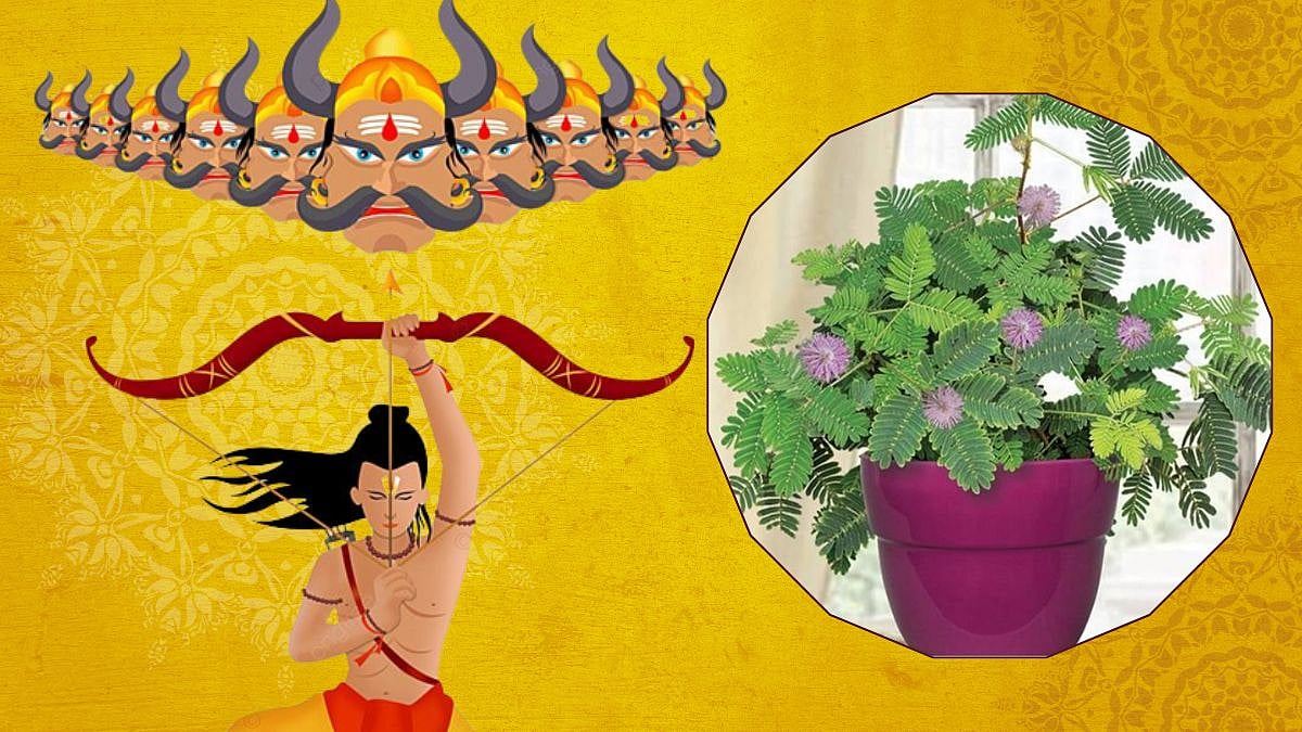 Dusshera 2023 : विजयादशमीच्या दिवशी या वनस्पतीची पूजा करा, घरात नांदेल ...