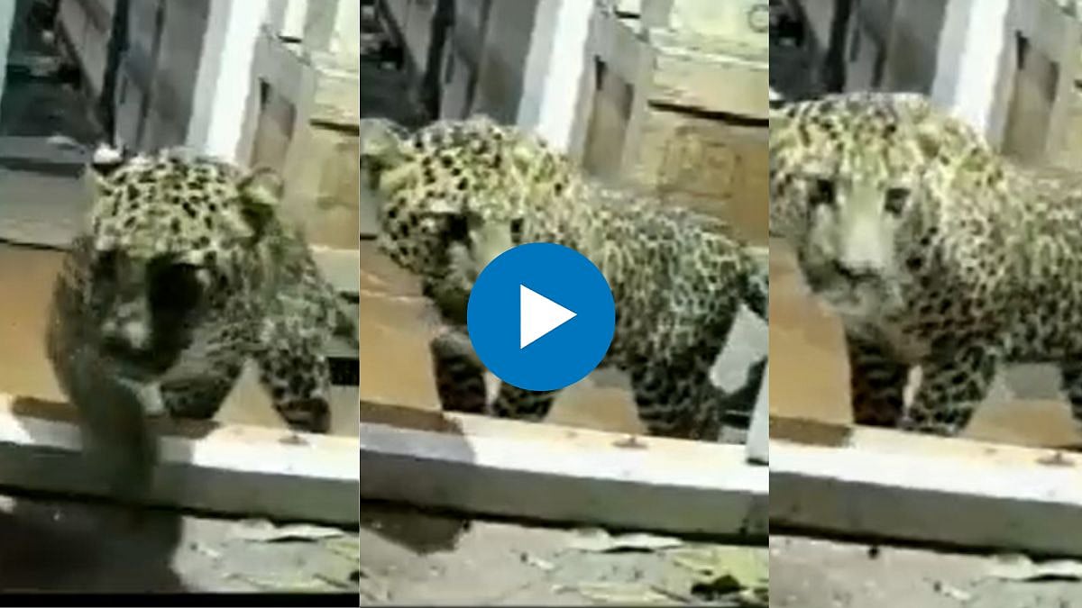 Viral Video :महिला घरात असतानाच दरवाजातून बिबट्या आत घुसला, त्यानंतर घडला थरार; VIDEO व्हायरल ...