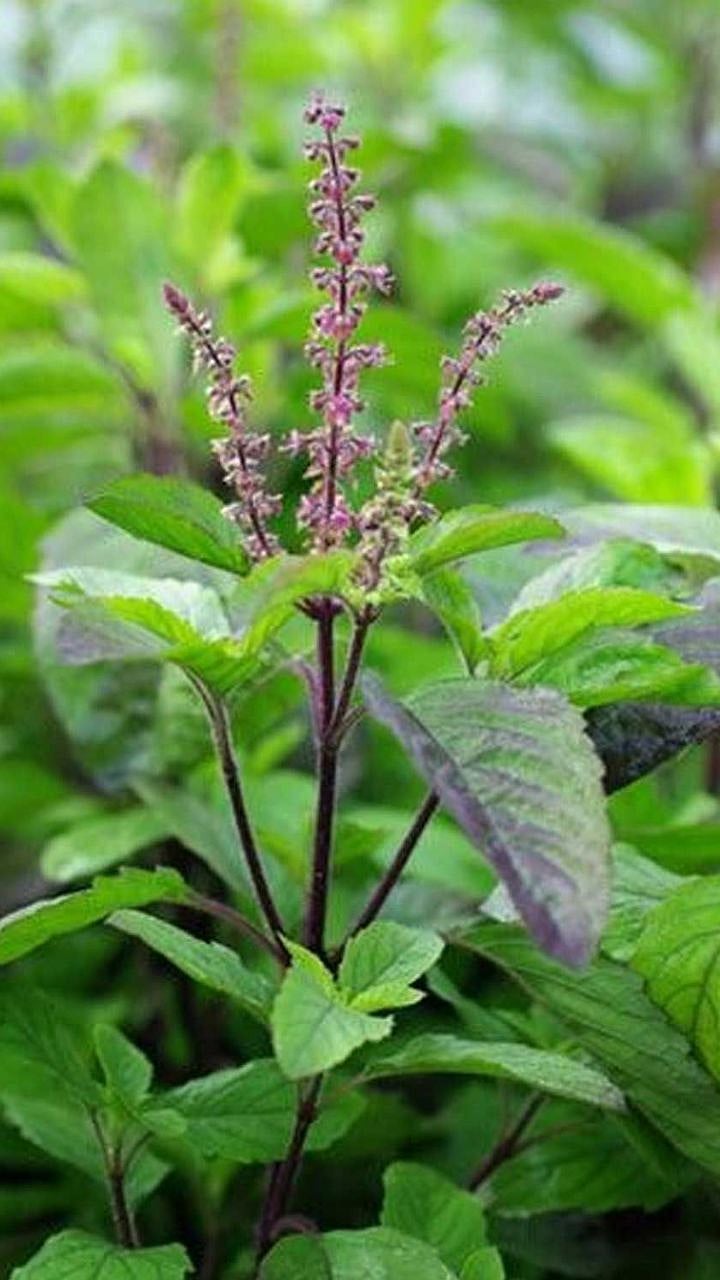 उन्हाळ्यात तुळस वारंवार सुकते तर करा 'हे' उपाय|If Tulsi Plant often ...
