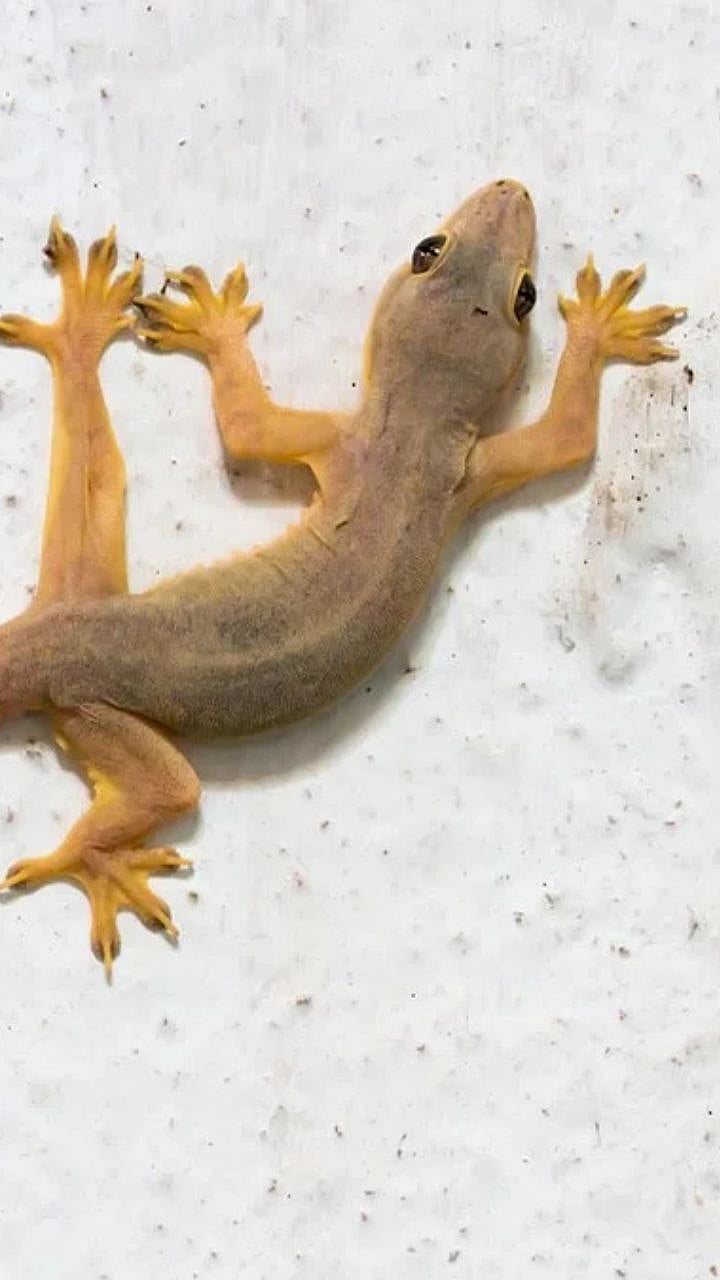 Vastu Tips: घरात पाल दिसणे शुभ की अशुभ, वास्तुशास्त्र काय सांगते?|shubh ...