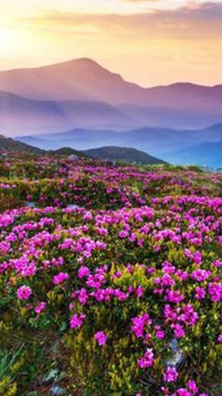 Kaas Pathar | गुलाबी थंडी बहरतो फुलांचा हंगाम, सातऱ्यातील या ठिकाणाला ...