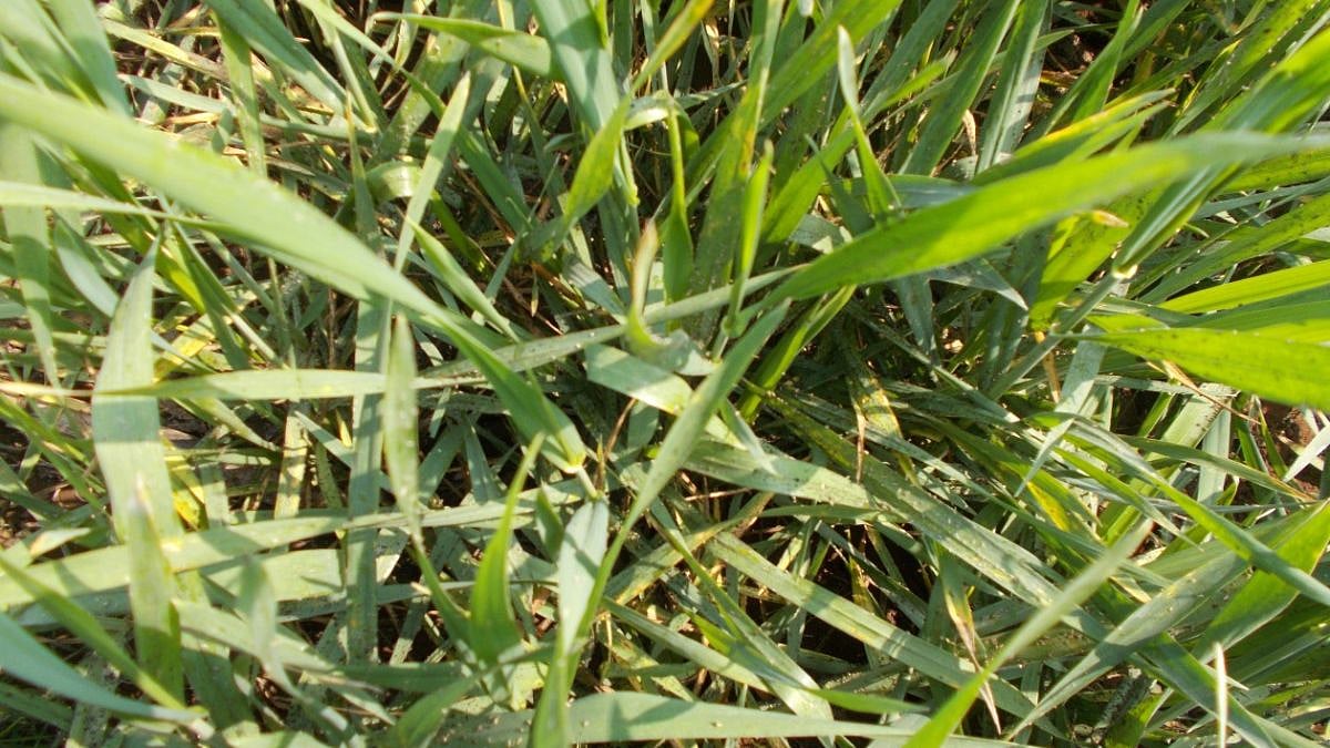 Rabi Crops : गव्हावर पिवळेपण, मर रोगाचा प्रादुर्भाव; वाढ खुंटली - wilt ...