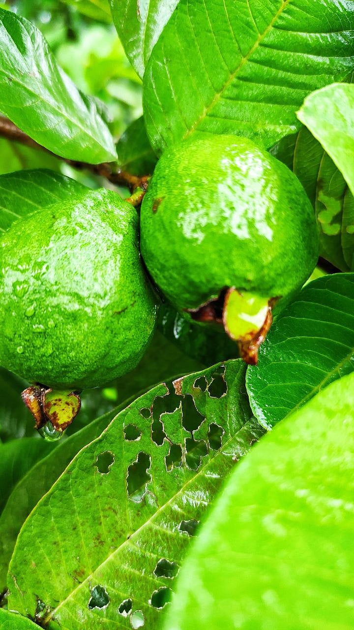 Guava Benefits: हिवाळ्यात Immunity Boost वाढवण्यासाठी खा पेरू