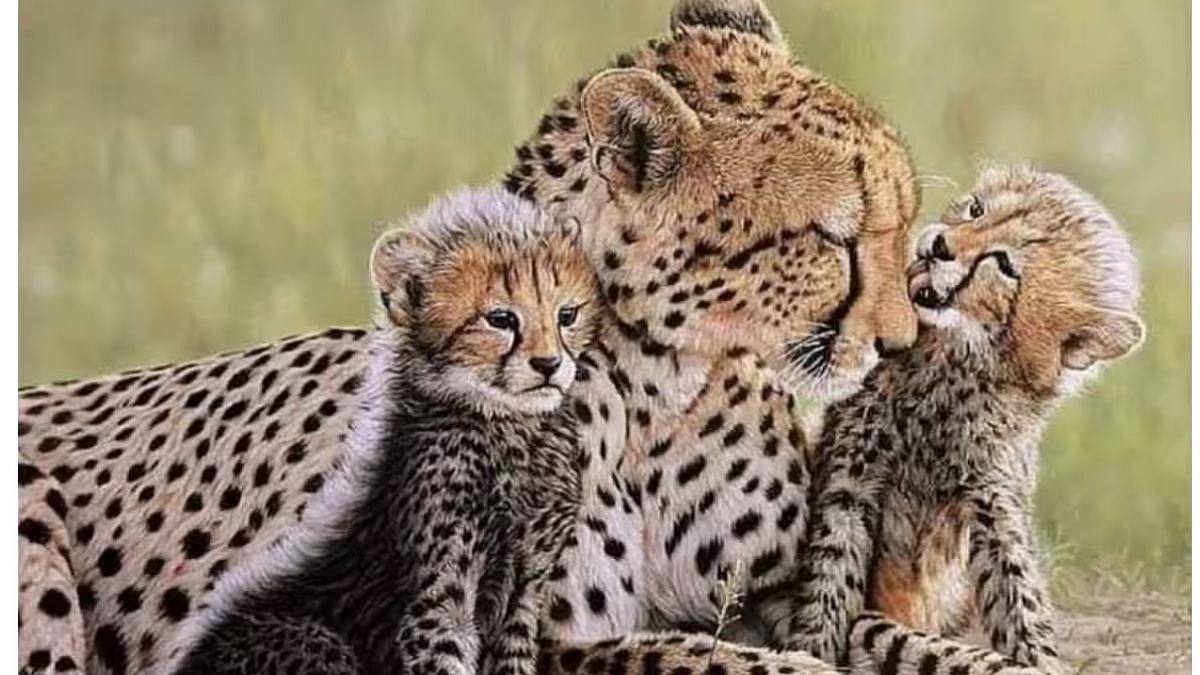 Project Cheetah: कुनो नॅशनल पार्कमधून 'गुड न्यूज', 'आशा'ने दिला ३ ...