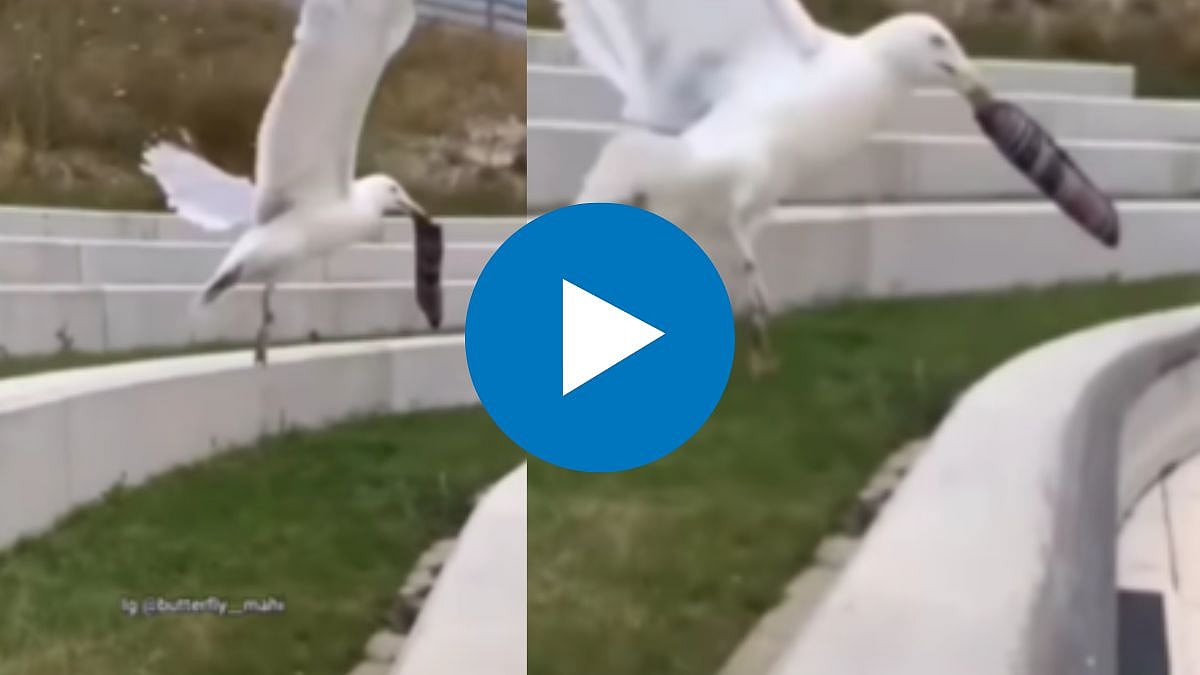 |viral video of bird thief took away mobile phone video viral on social ...