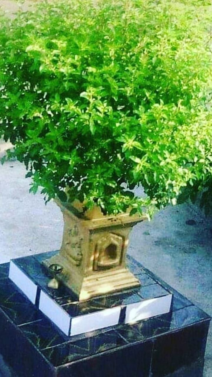 Tulsi Vastu Tips: तुळशीजवळ कोणत्या ५ वस्तू ठेवू नये?