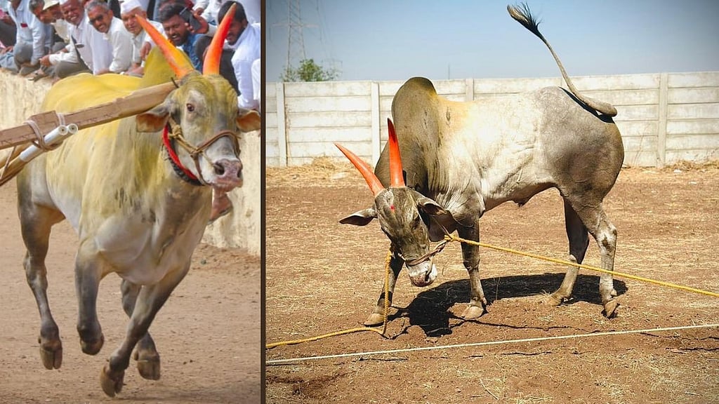 Manya Bail Died : हिंदकेसरी मन्या बैलाचा मृत्यू, बैलगाडा प्रेमींवर ...