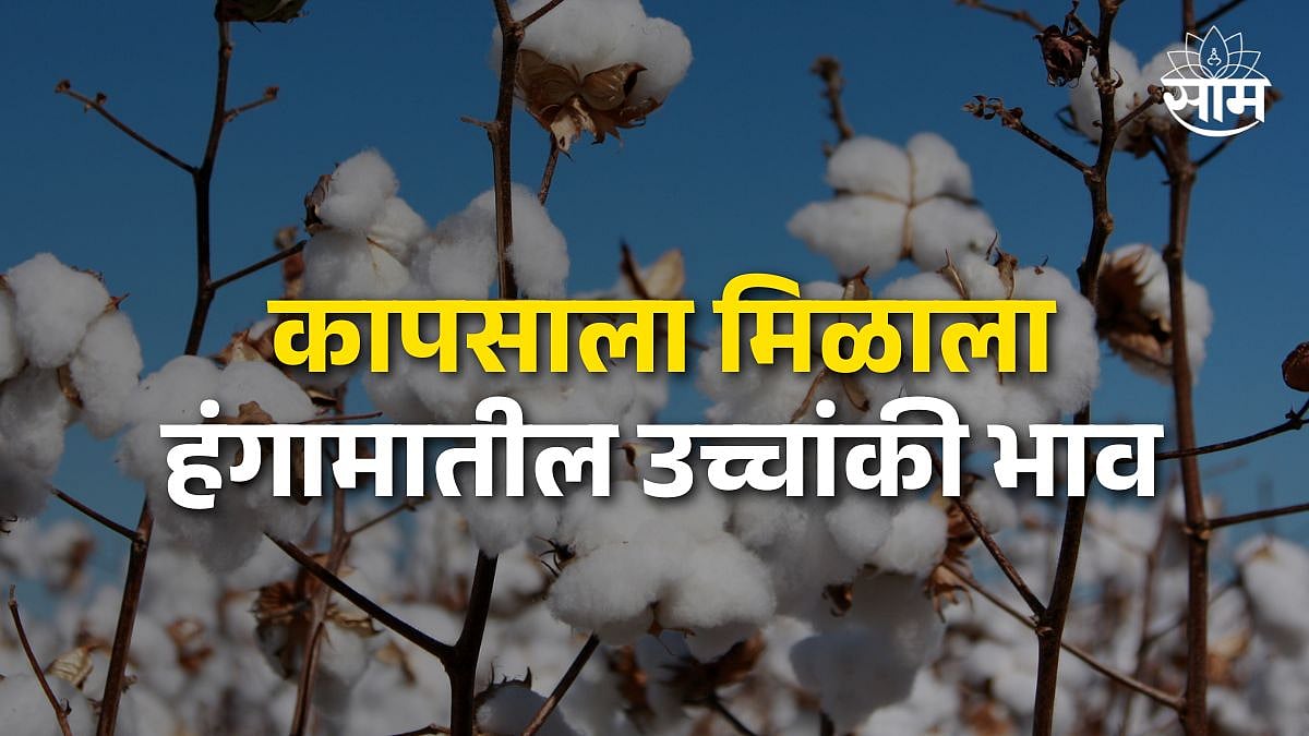 शेतकऱ्यांसाठी आनंदाची बातमी, कापसाला मिळाला हंगामातील उच्चांकी भाव ...