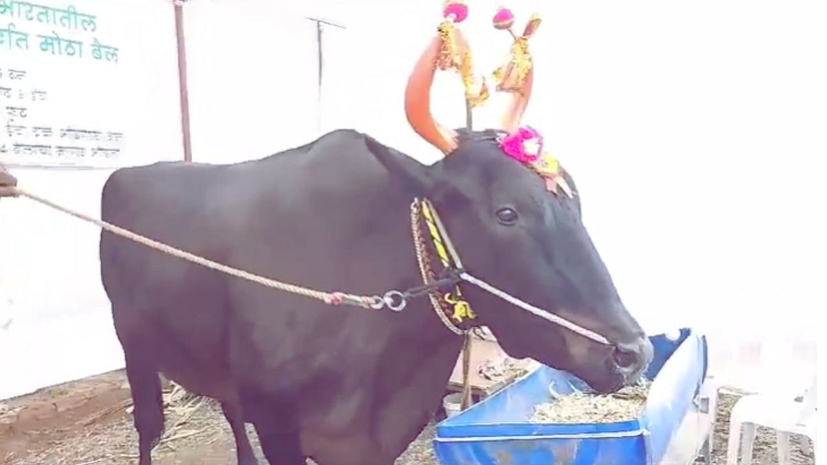 Krushi Pradarshan: शरद कृषी प्रदर्शनाचं कोल्हापूरमध्ये थाटात उद्घाटन ...