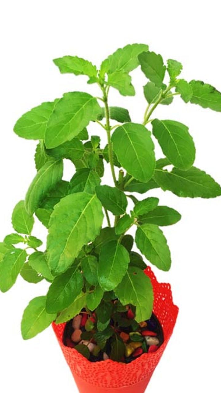 Tulsi Plant: दक्षिण दिशेला तुळशीचे रोप ठेवू नका, पैशांची अडचण भासेल