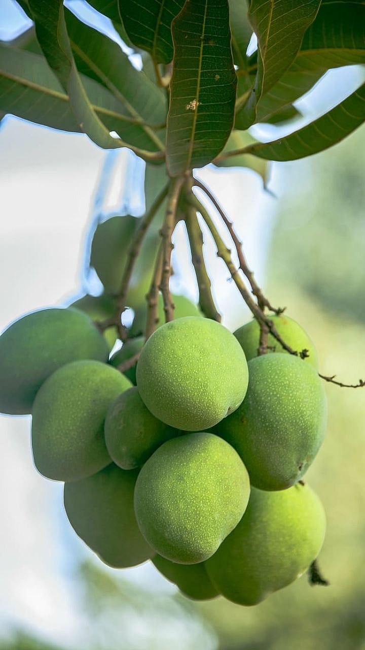Kaccha Amba Recipe: उन्हाळ्याच्या दिवसात कैरीपासून बनवा ५ चविष्ट पदार्थ ...
