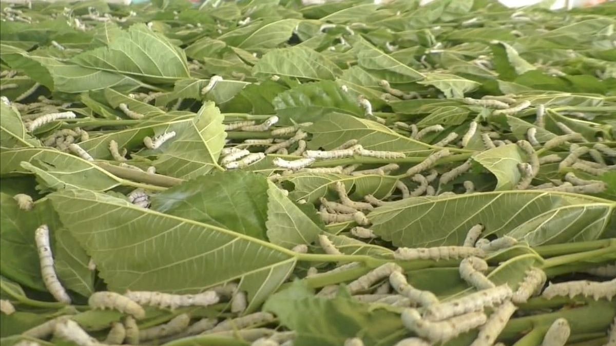 Washim News : रेशीम शेतीतून सात वर्षांपासून उत्पादन; अल्पभूधारक ...